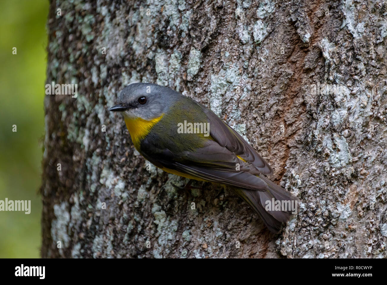 Eastern yellow breasted robin hi-res stock photography and images - Alamy