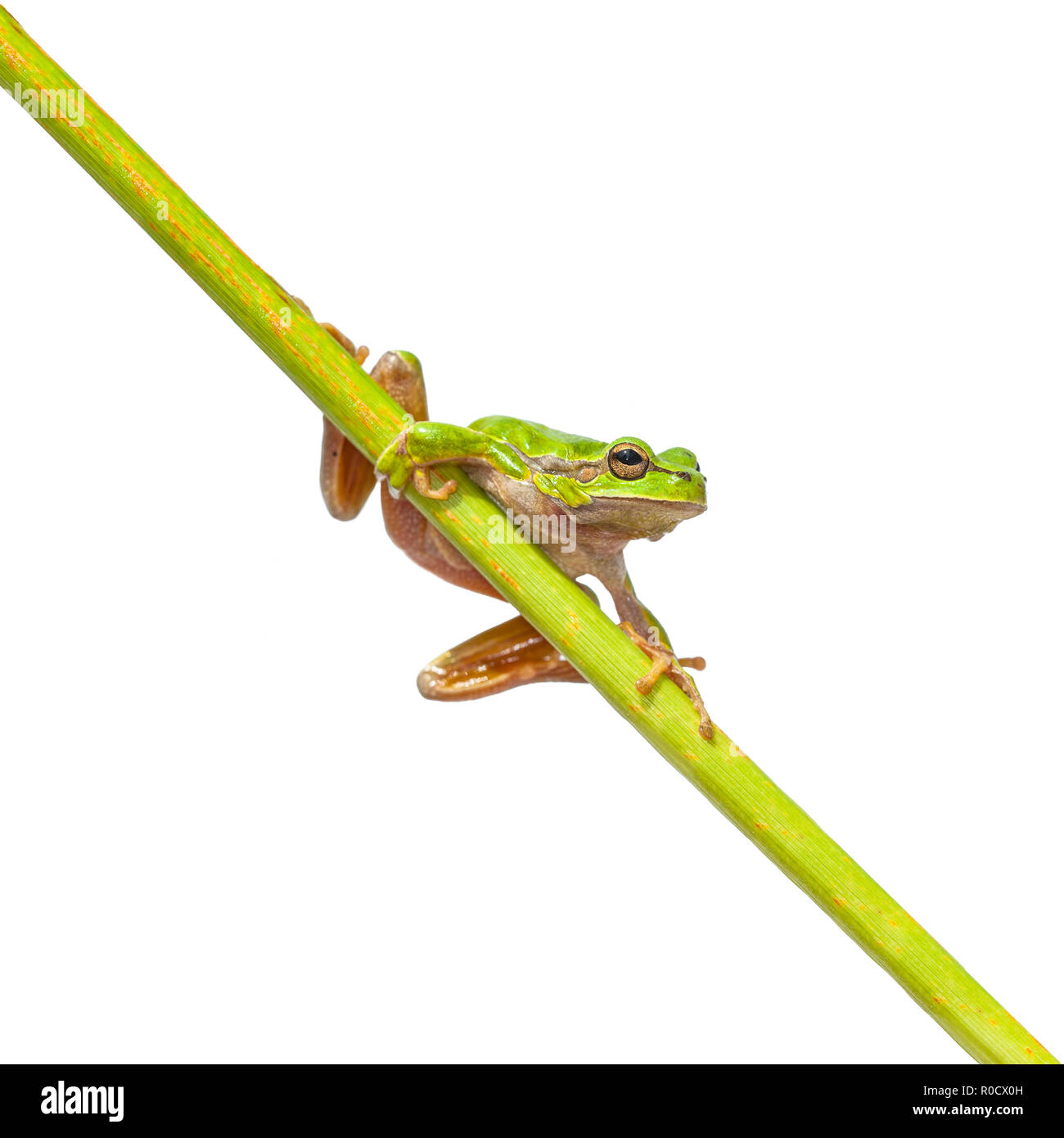 European Tree Frog (Hyla arborea) climbing in a very long diagonal ...