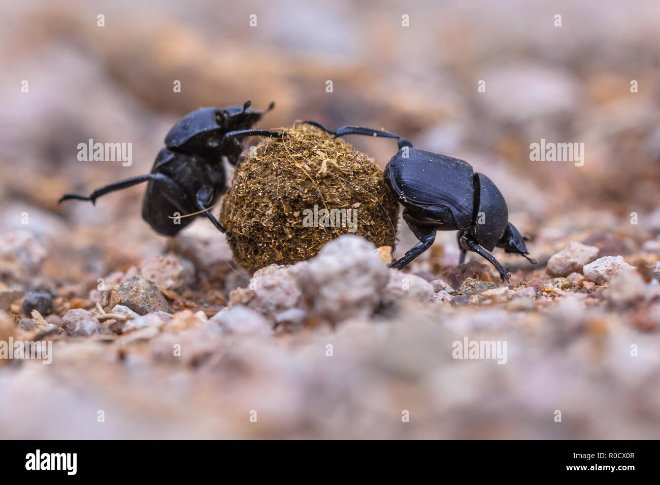 Two dung beetles rolling ball hi-res stock photography and images - Alamy