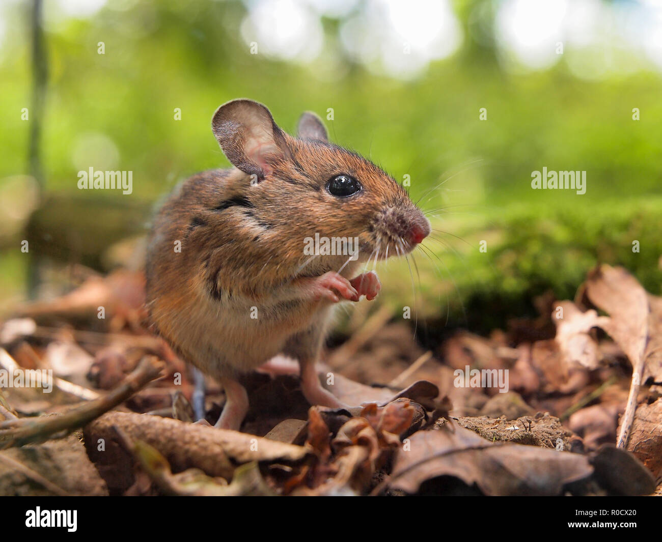 Dinky mouse hi-res stock photography and images - Alamy