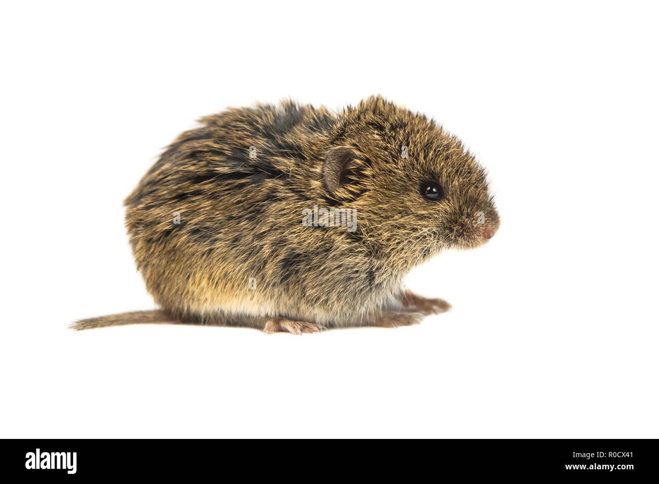 Common Vole mouse (Microtus arvalis) isolated on white background Stock ...