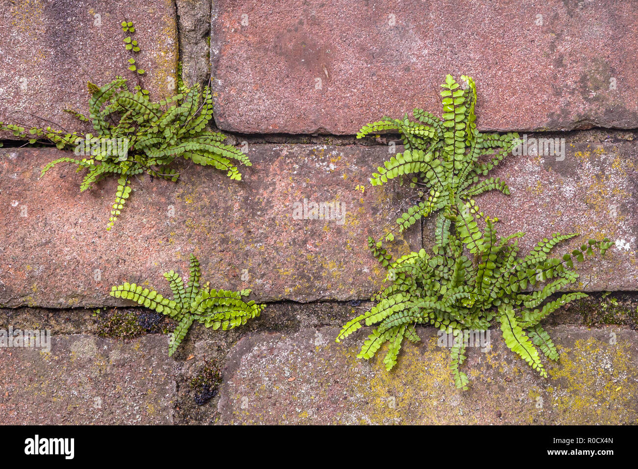 Small Fern Stock Photos & Small Fern Stock Images - Alamy