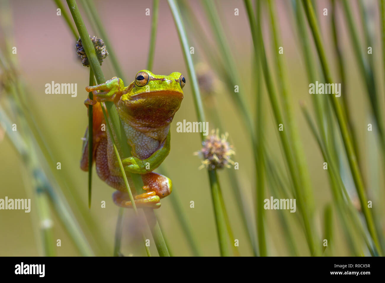 European tree frog (Hyla arborea) climbing in common rush (juncus ...