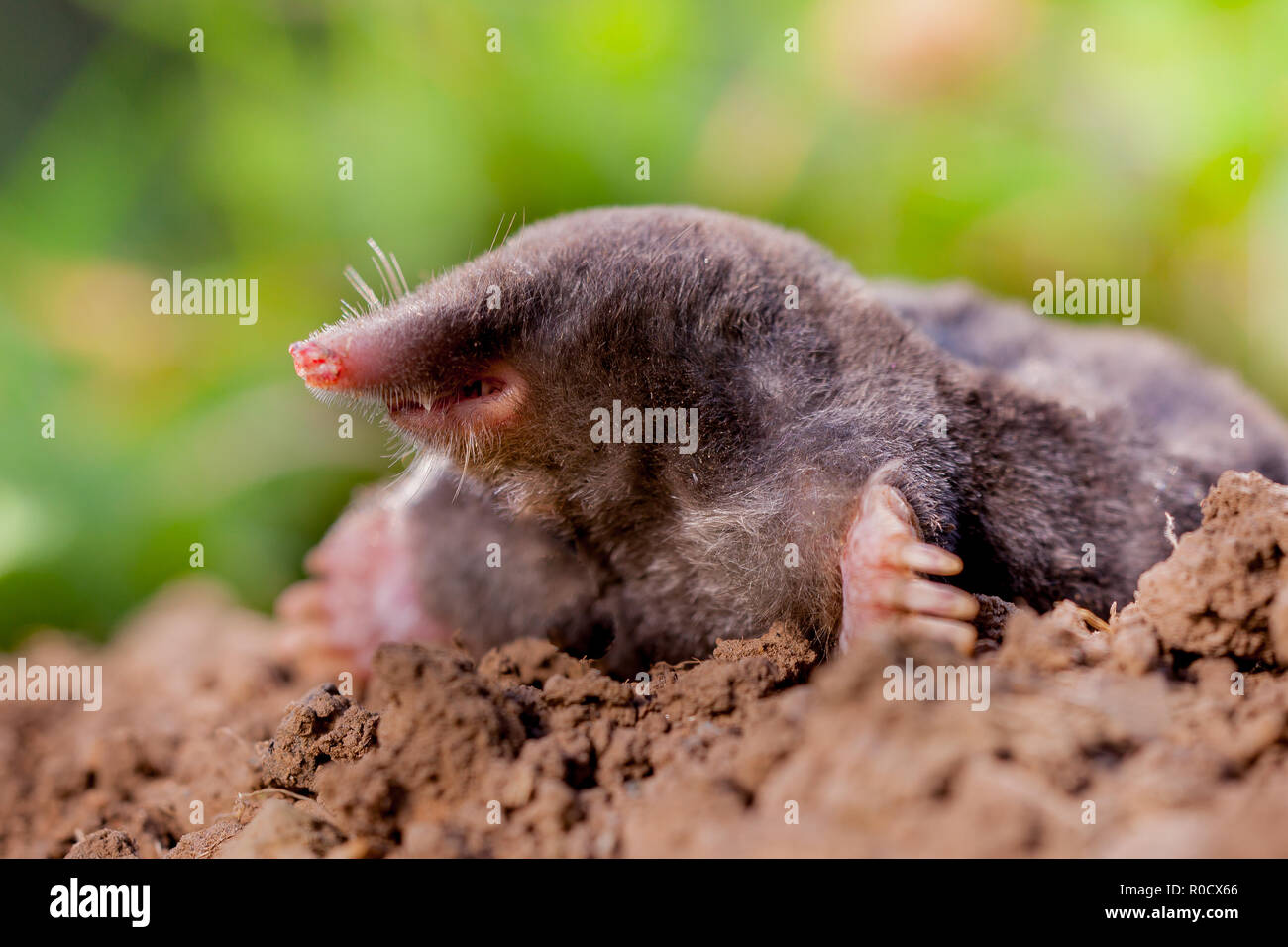 The European mole or Common Mole is a mammal of the order Soricomorpha ...