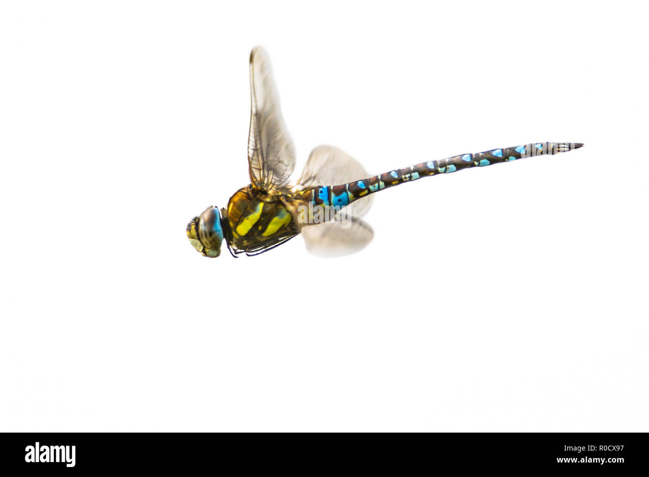 Flying migrant hawker (Aeshna mixta), this is one of the smaller ...