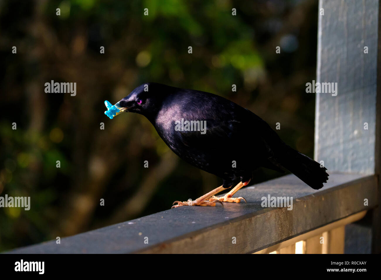 Animals feather bower hi-res stock photography and images - Alamy