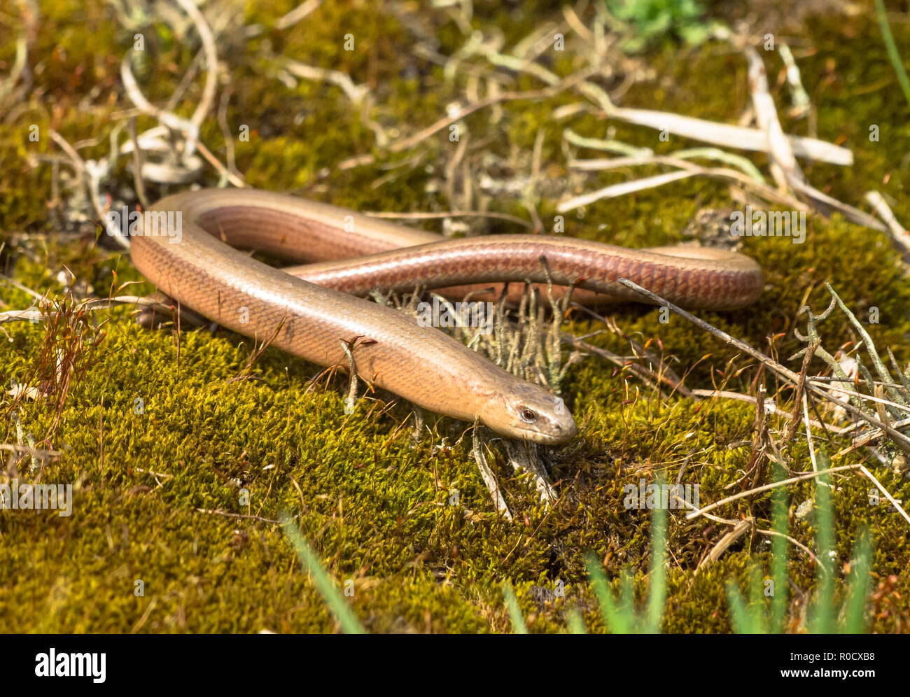 Common lizard in natural habitat hi-res stock photography and images ...