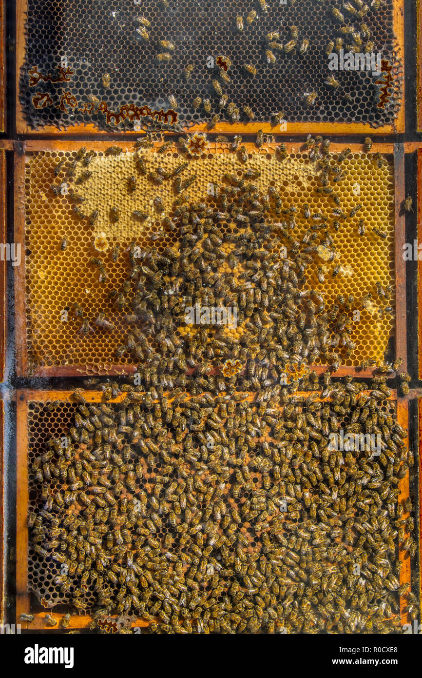 Display showing the inside of a bee colony with the swarm filling the ...