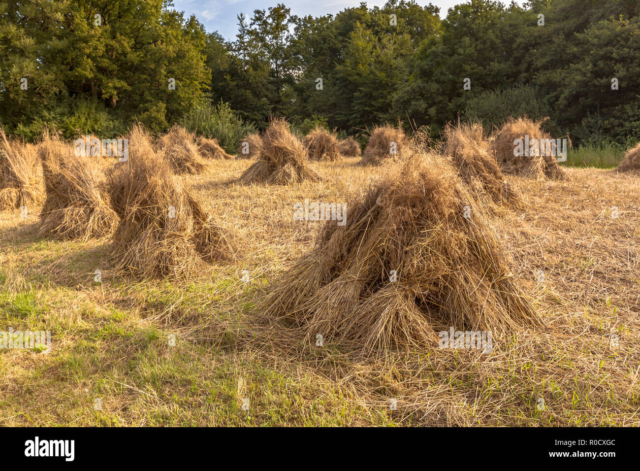 Traditional haystack of buckwheat in the old landscape of Natura docet ...