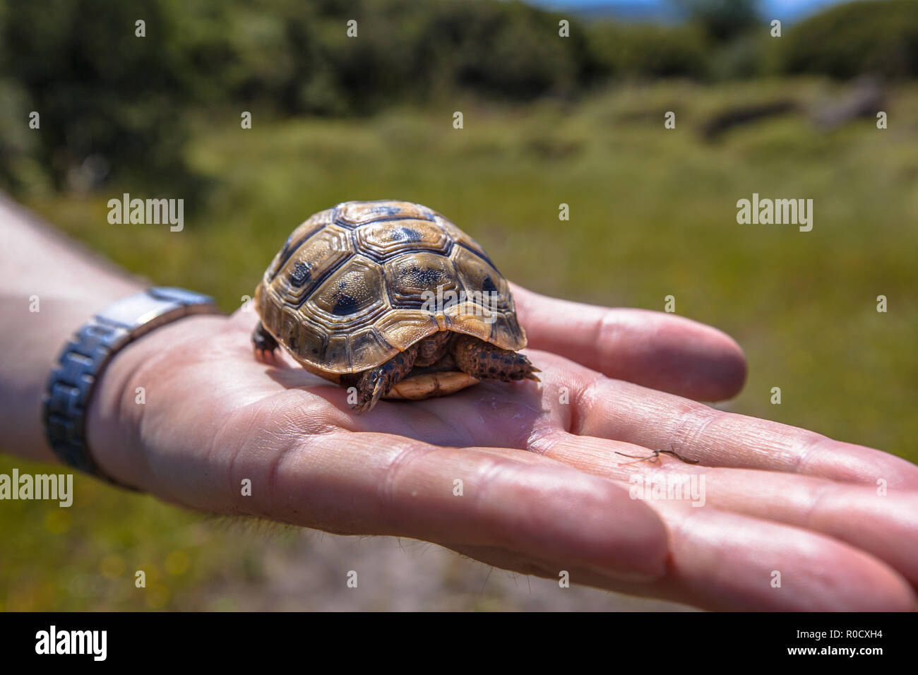 Tortoise Without Shell