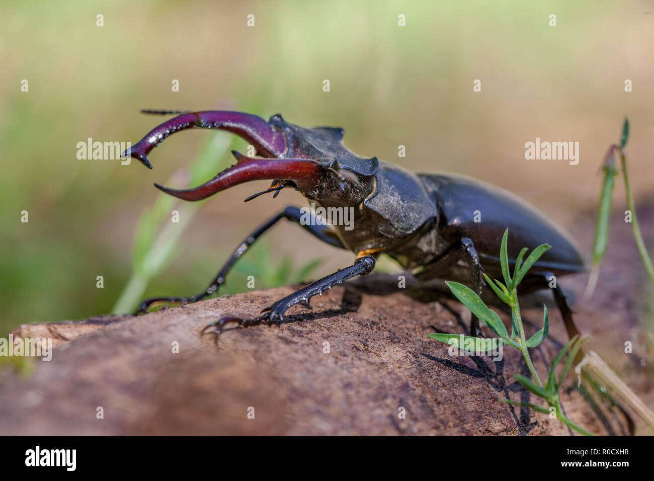 Stag Beetle (Lucanus cervus) Outdoor in Natural Habitat Stock Photo - Alamy