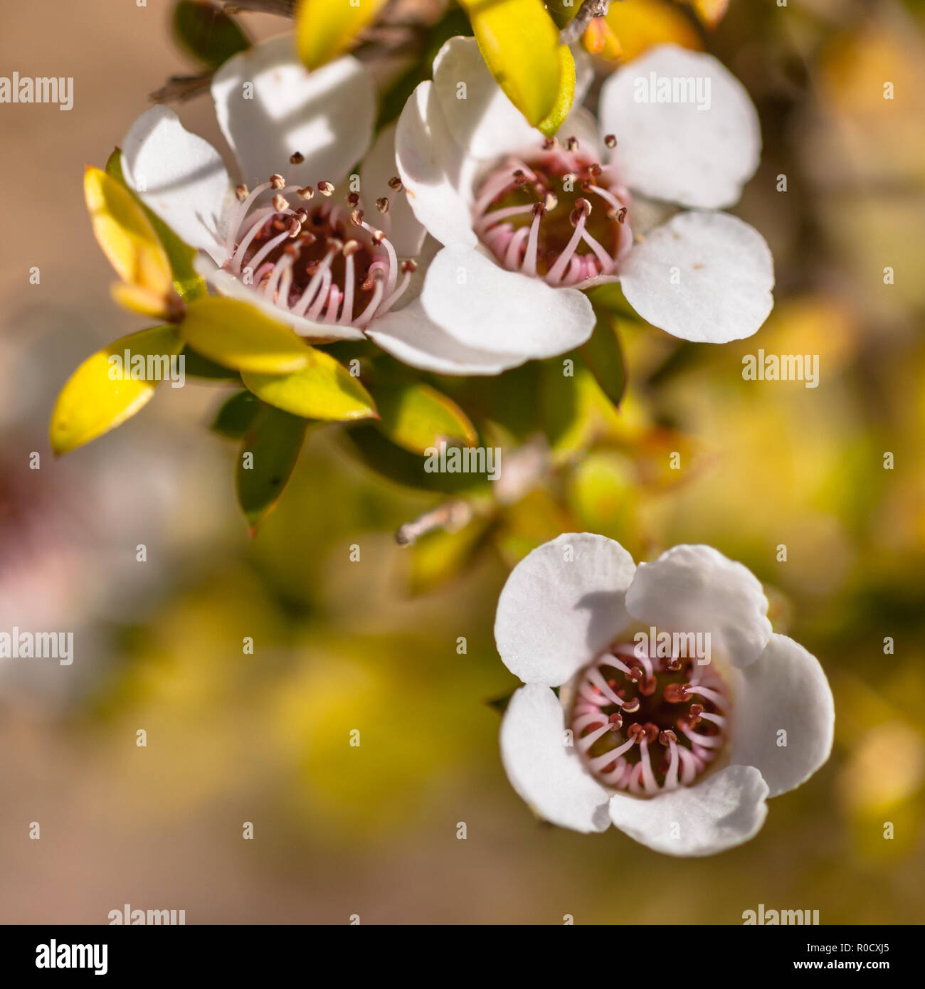 Detail of Manuka tea tree flower and seed boxes Stock Photo - Alamy