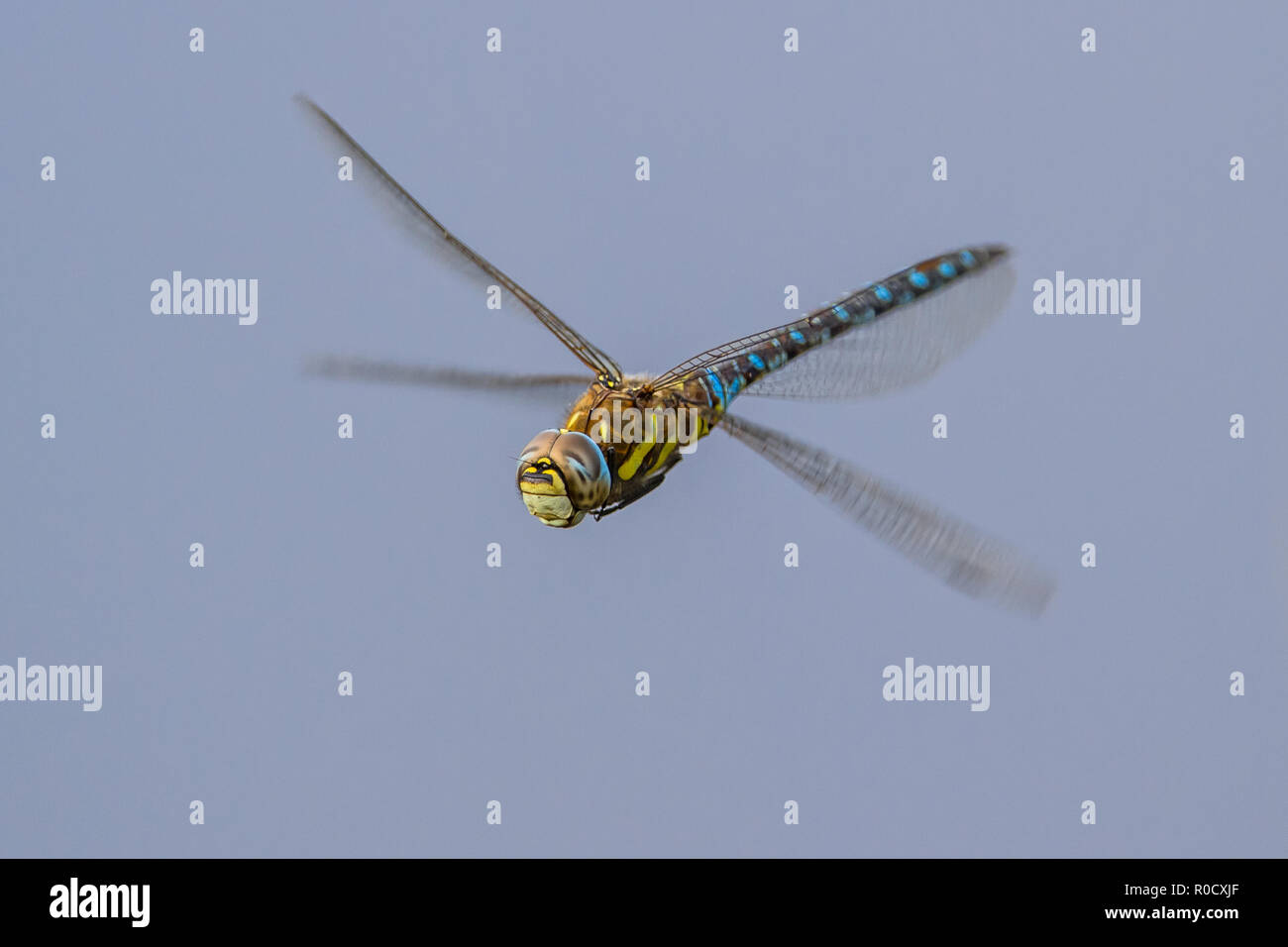 Flying migrant hawker (Aeshna mixta), this is one of the smaller ...