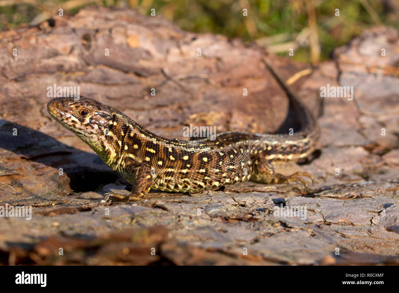 Lizard side view hi-res stock photography and images - Alamy
