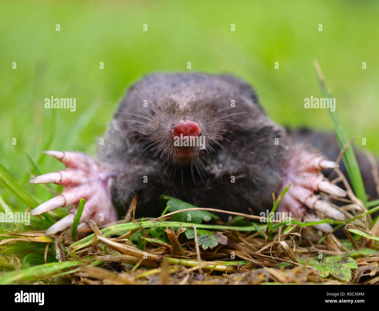 European mole portrait talpa europaea hi-res stock photography and ...