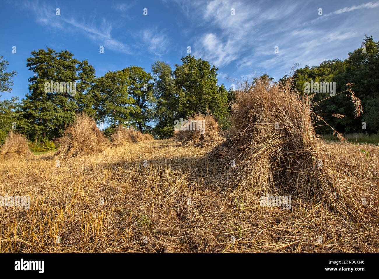 Traditional haystack of buckwheat in the old landscape of Natura docet ...