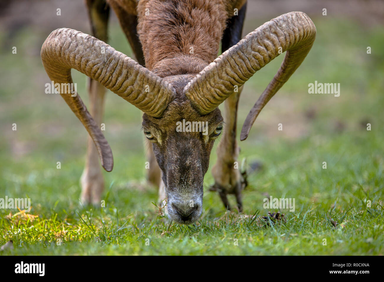 Ovis gmelinii hi-res stock photography and images - Alamy
