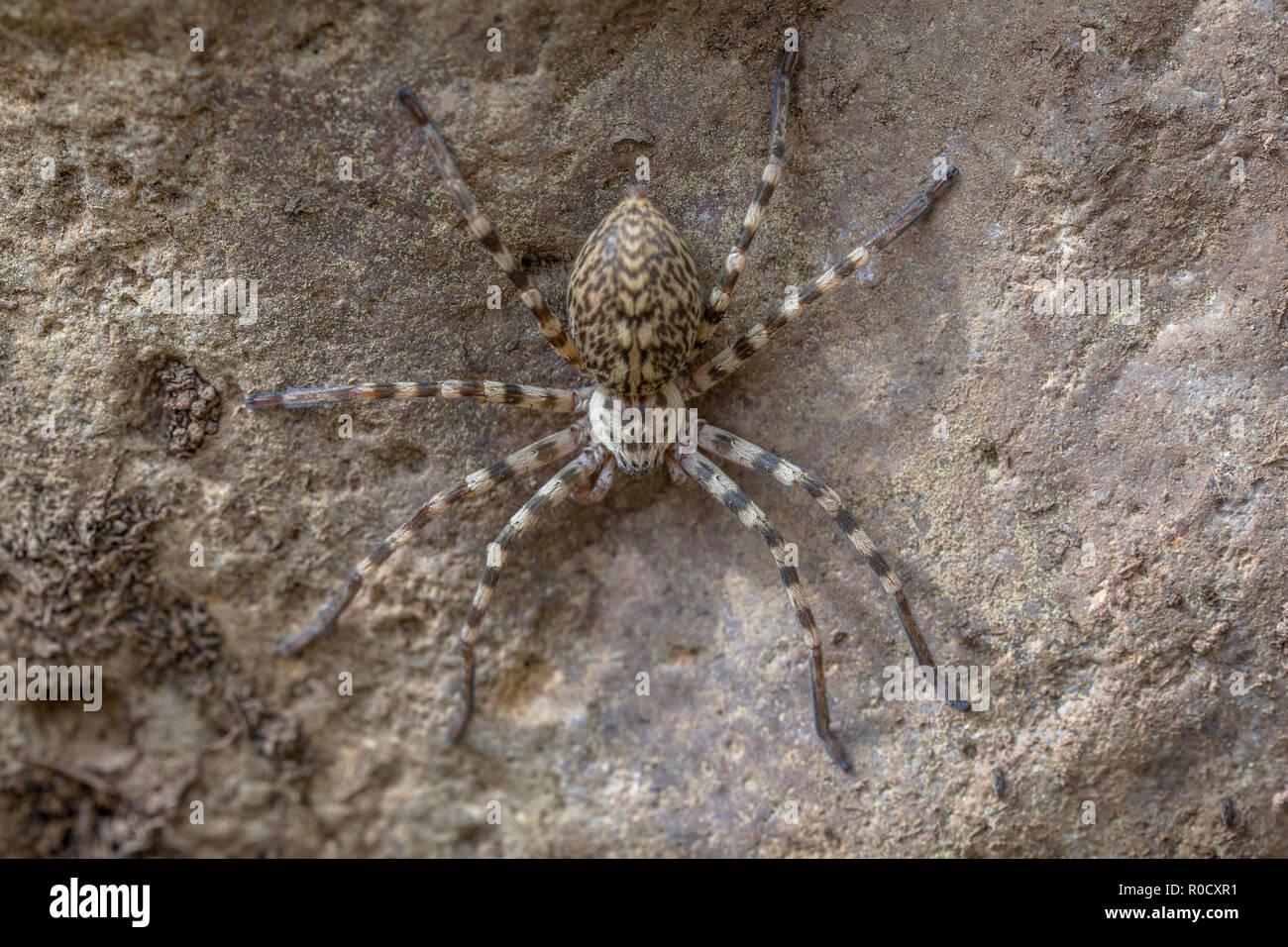 Insects of cyprus hi-res stock photography and images - Alamy
