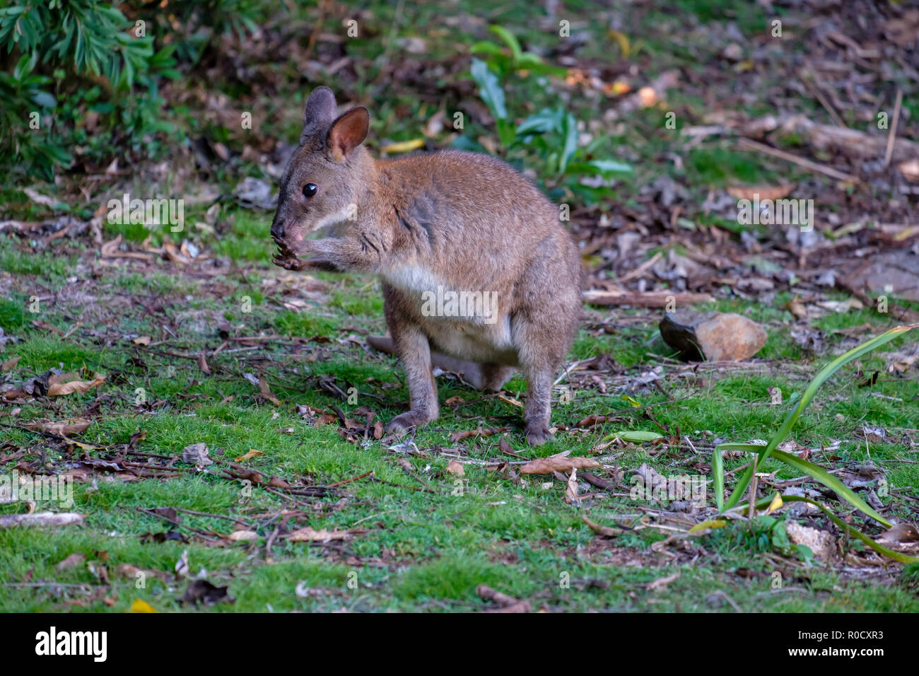 Pademelon marsupial hi-res stock photography and images - Alamy