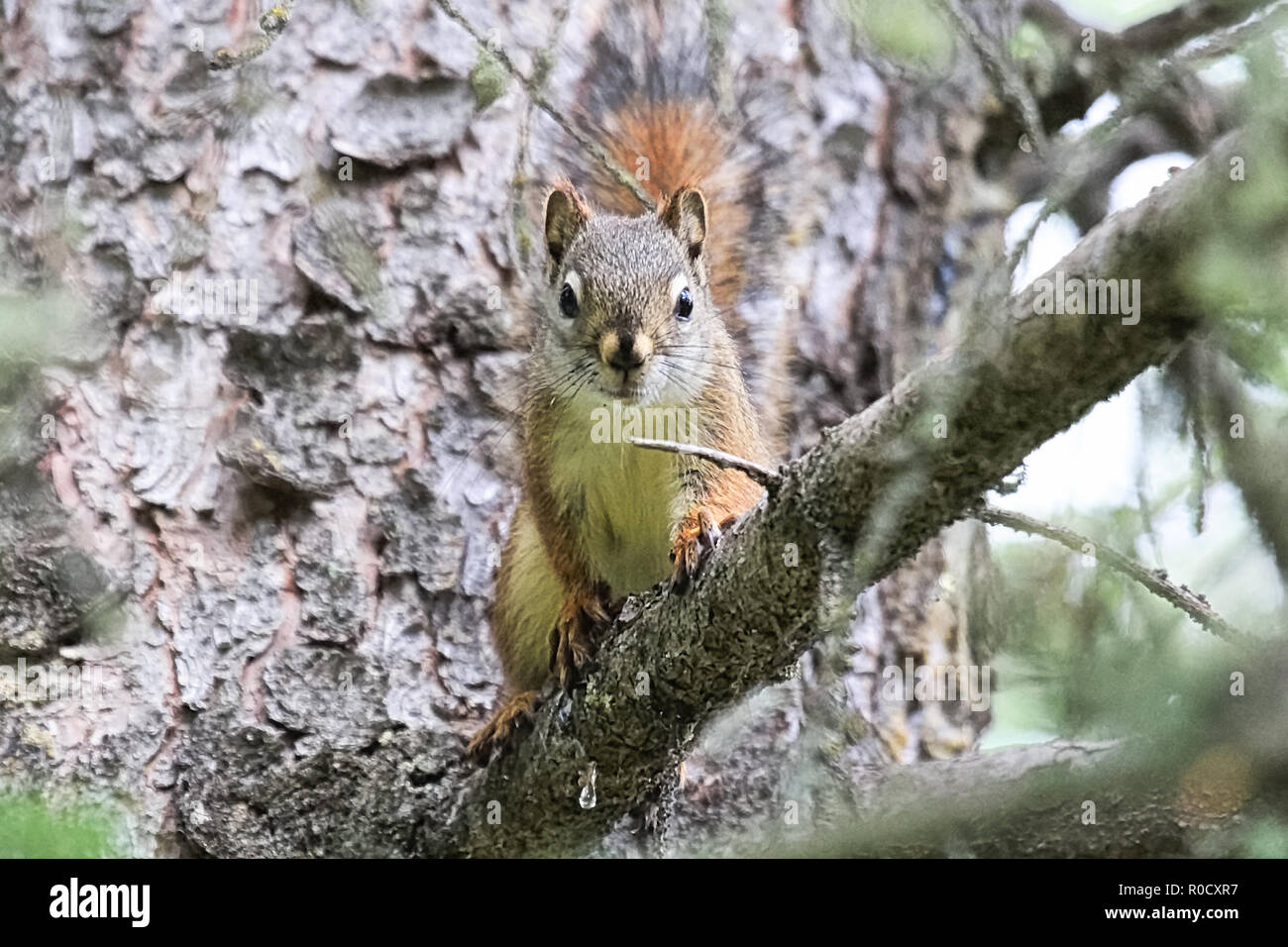 American white spruce hi-res stock photography and images - Alamy