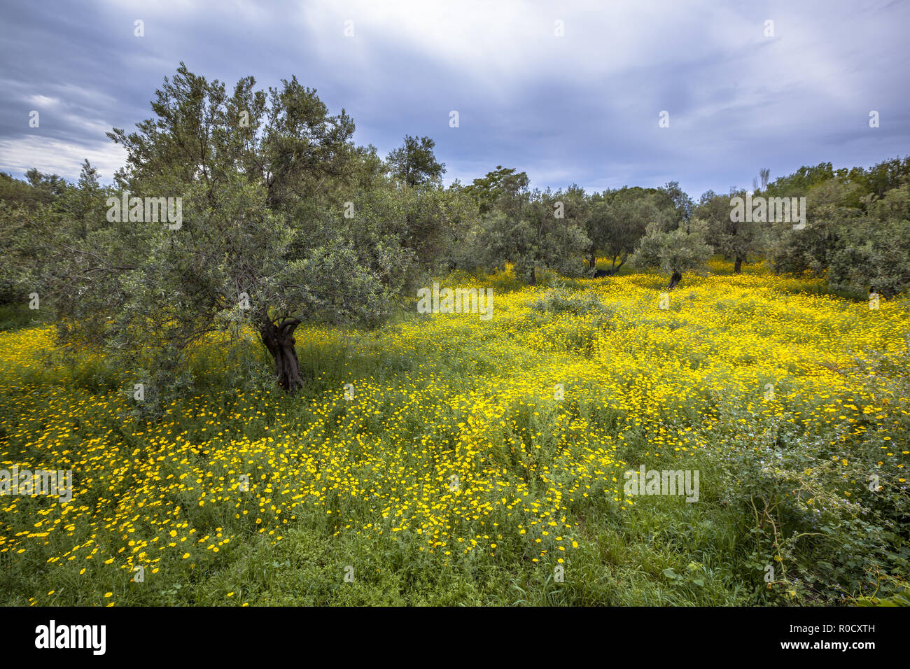 Greek countryside hi-res stock photography and images - Alamy