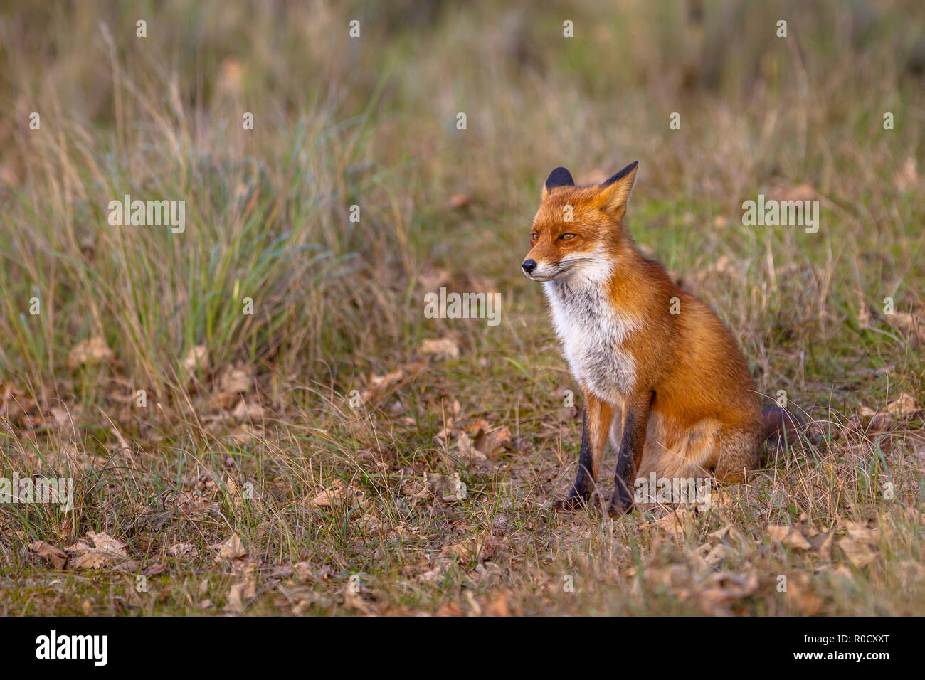 Roguish look hi-res stock photography and images - Alamy