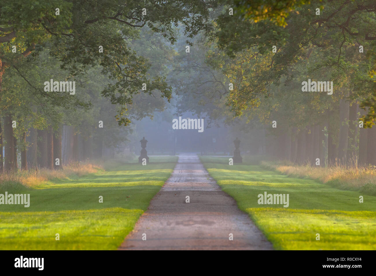 Long tree hi-res stock photography and images - Alamy