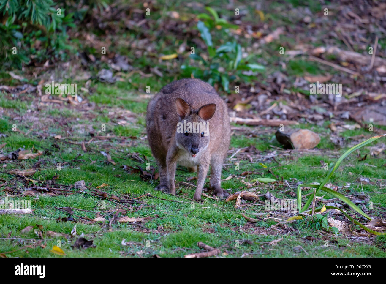 Queensland pademelon hi-res stock photography and images - Alamy
