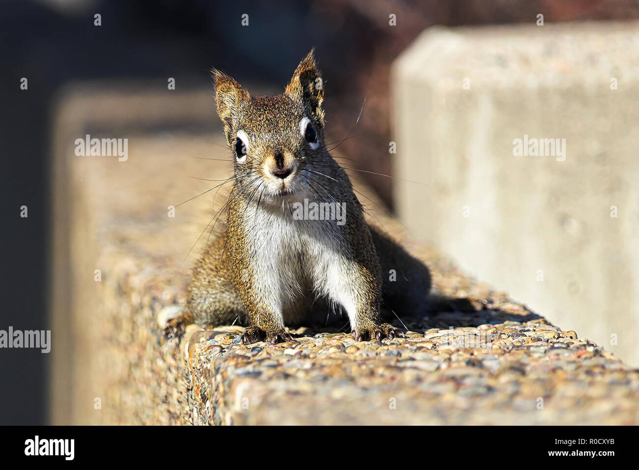 A Red Squirrel posses on a stone wall Stock Photo - Alamy