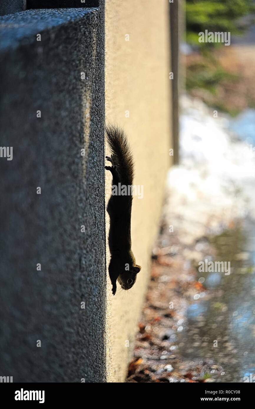 Vertically runs down hi-res stock photography and images - Alamy