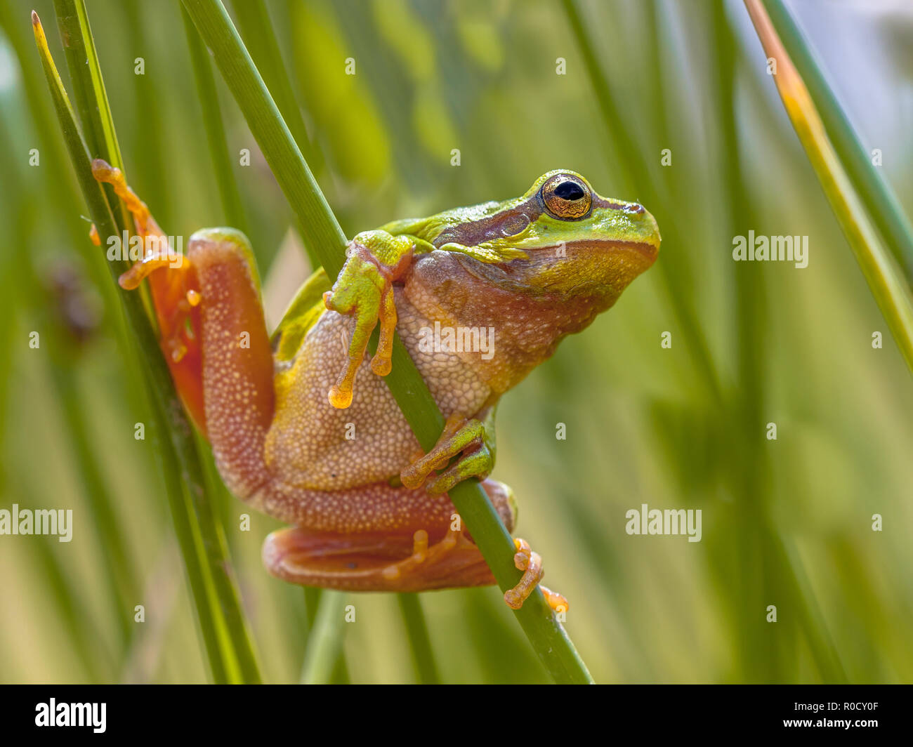 European tree frog (Hyla arborea) getting ready to jump from common ...