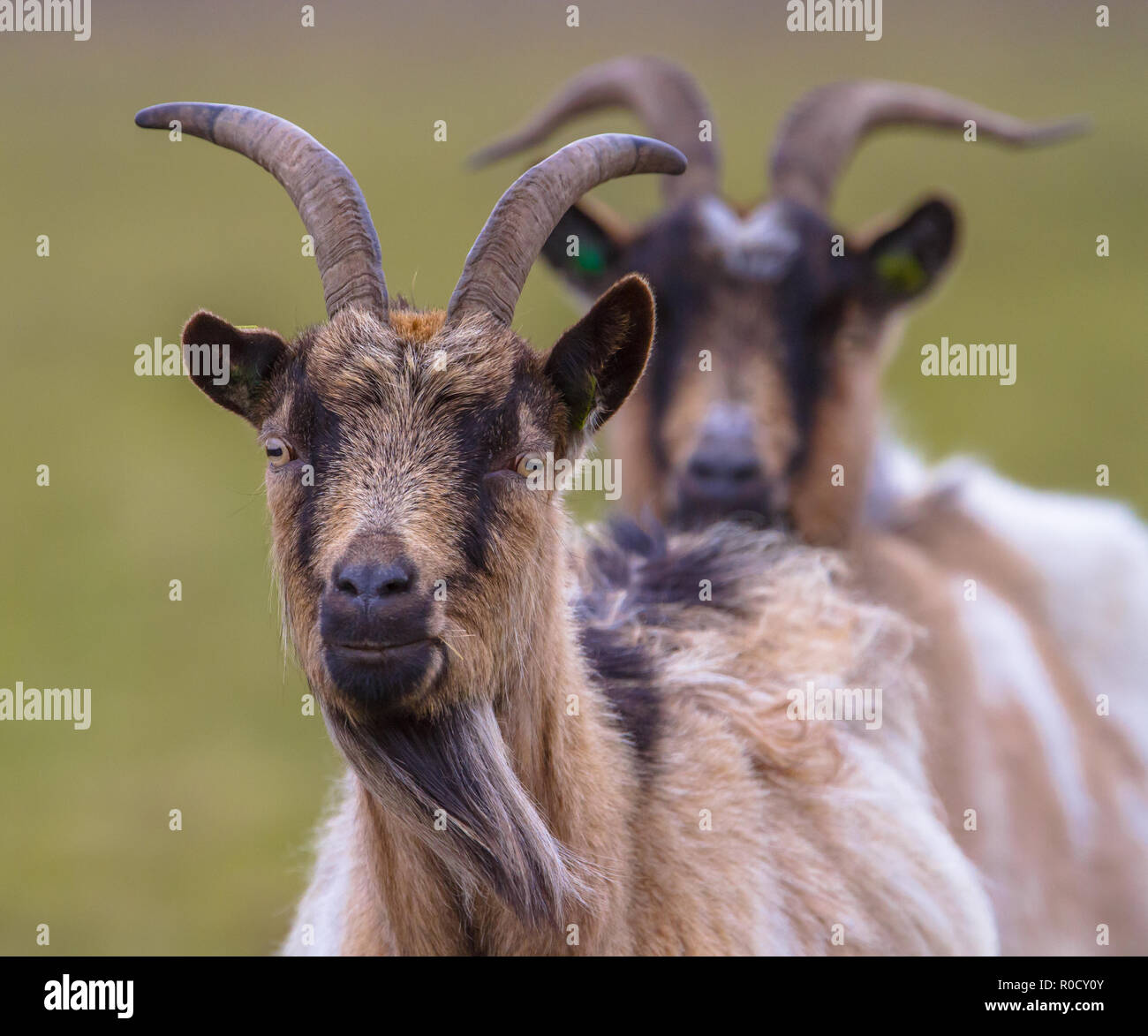 Two Billy goats in a green field Stock Photo - Alamy