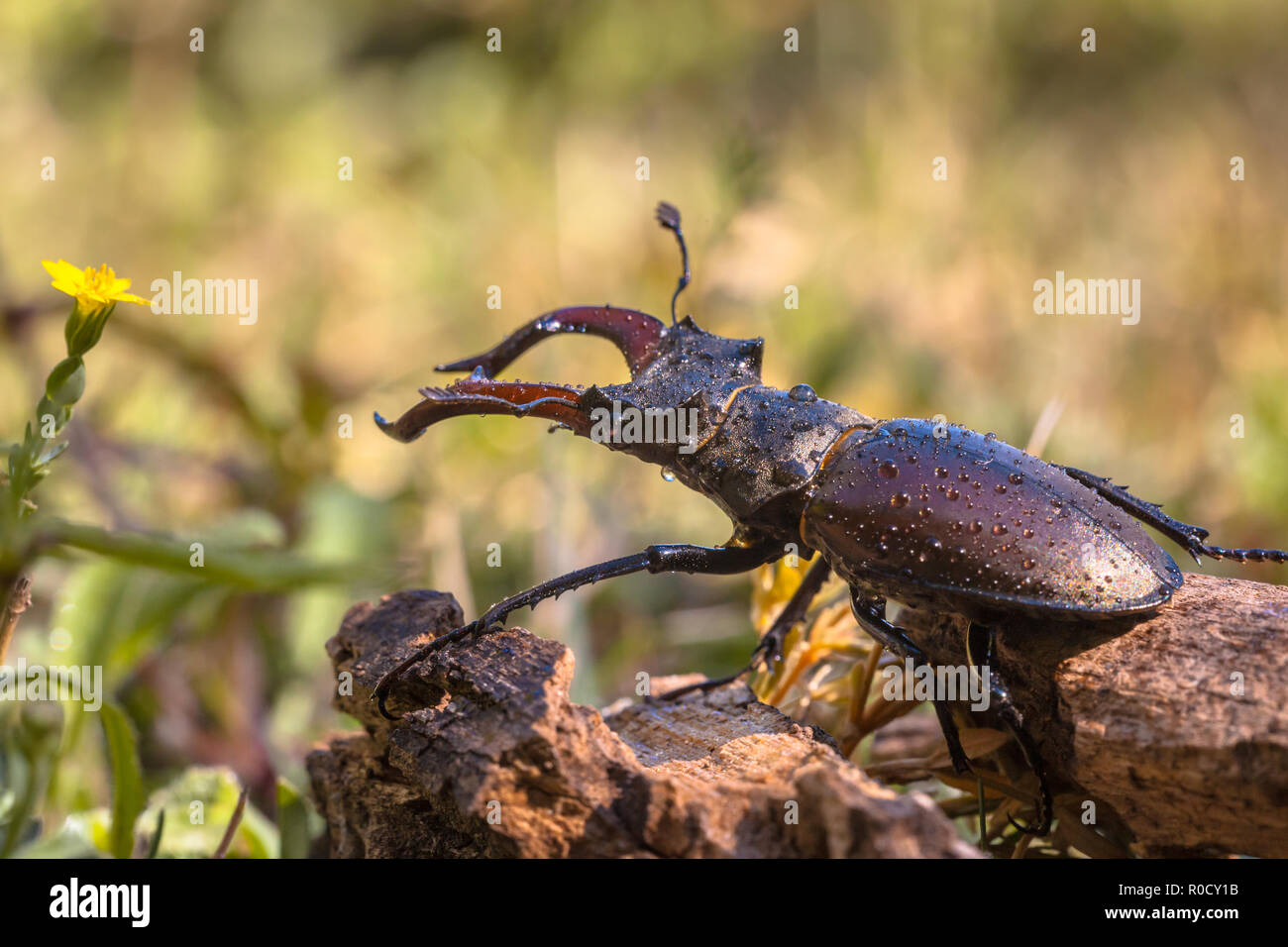 Stag Beetle (Lucanus cervus) Outdoor in Natural Habitat Stock Photo - Alamy