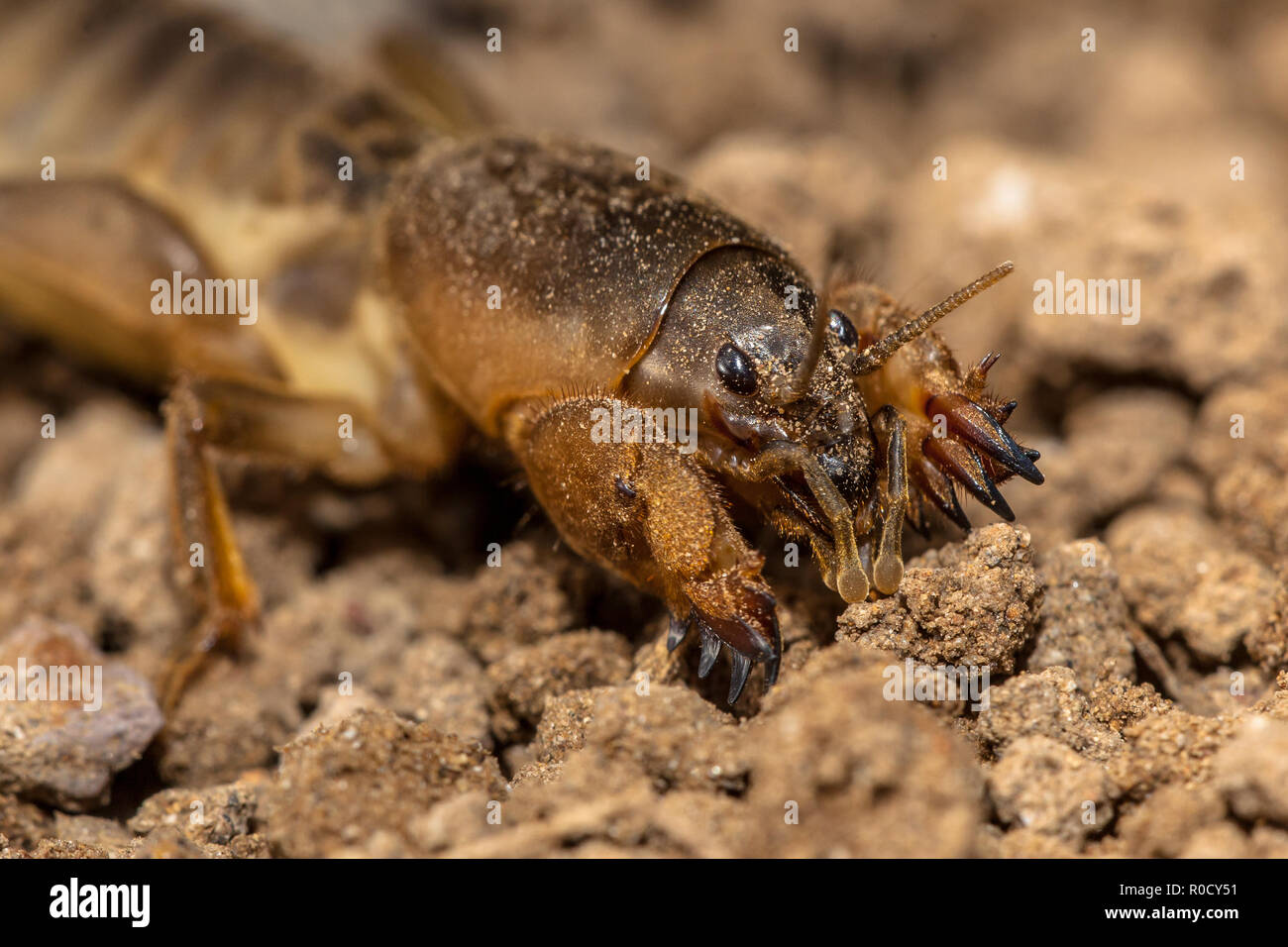 Gryllotalpa gryllotalpa hi-res stock photography and images - Alamy