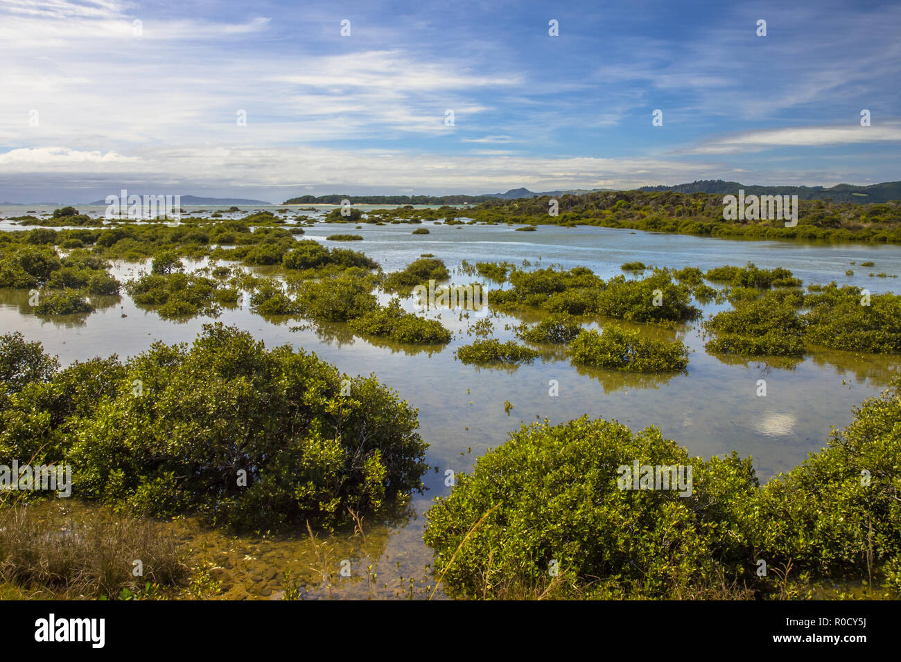 Endemic New Zealand Mangrove Species in an Estuary Stock Photo - Alamy