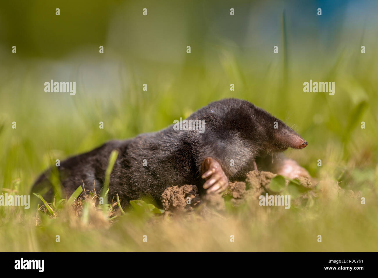 The European mole or Common Mole is a mammal of the order Soricomorpha ...