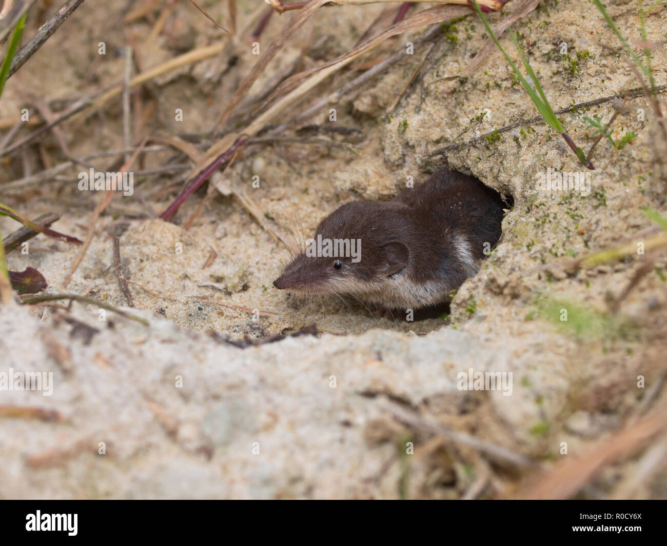 The Locally Endangered Bicolored Shrew (Crocidura leucodon) Peeking ...