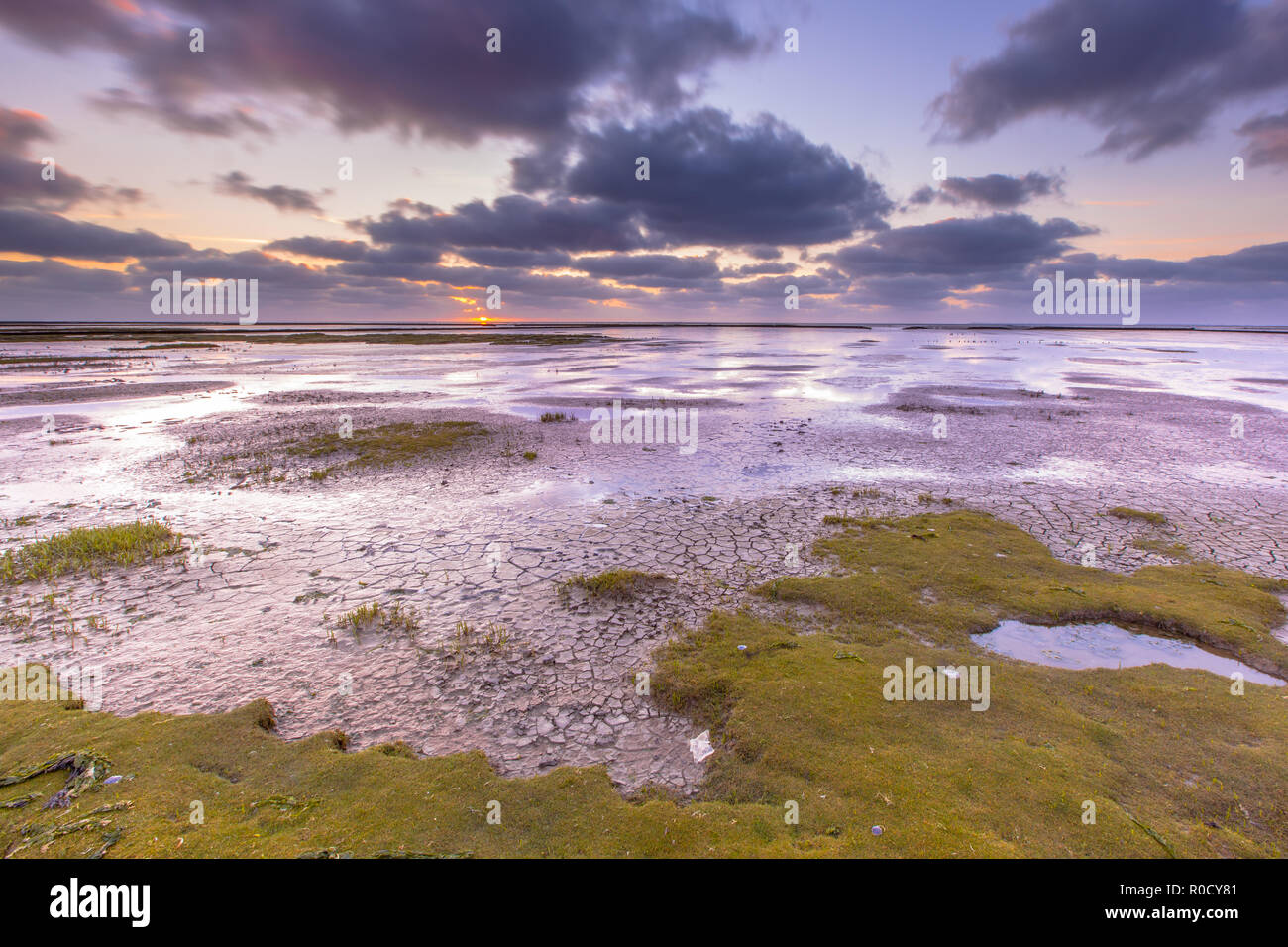 Land being reclaimed on the Groningen coast in a tidal salt marsh of ...