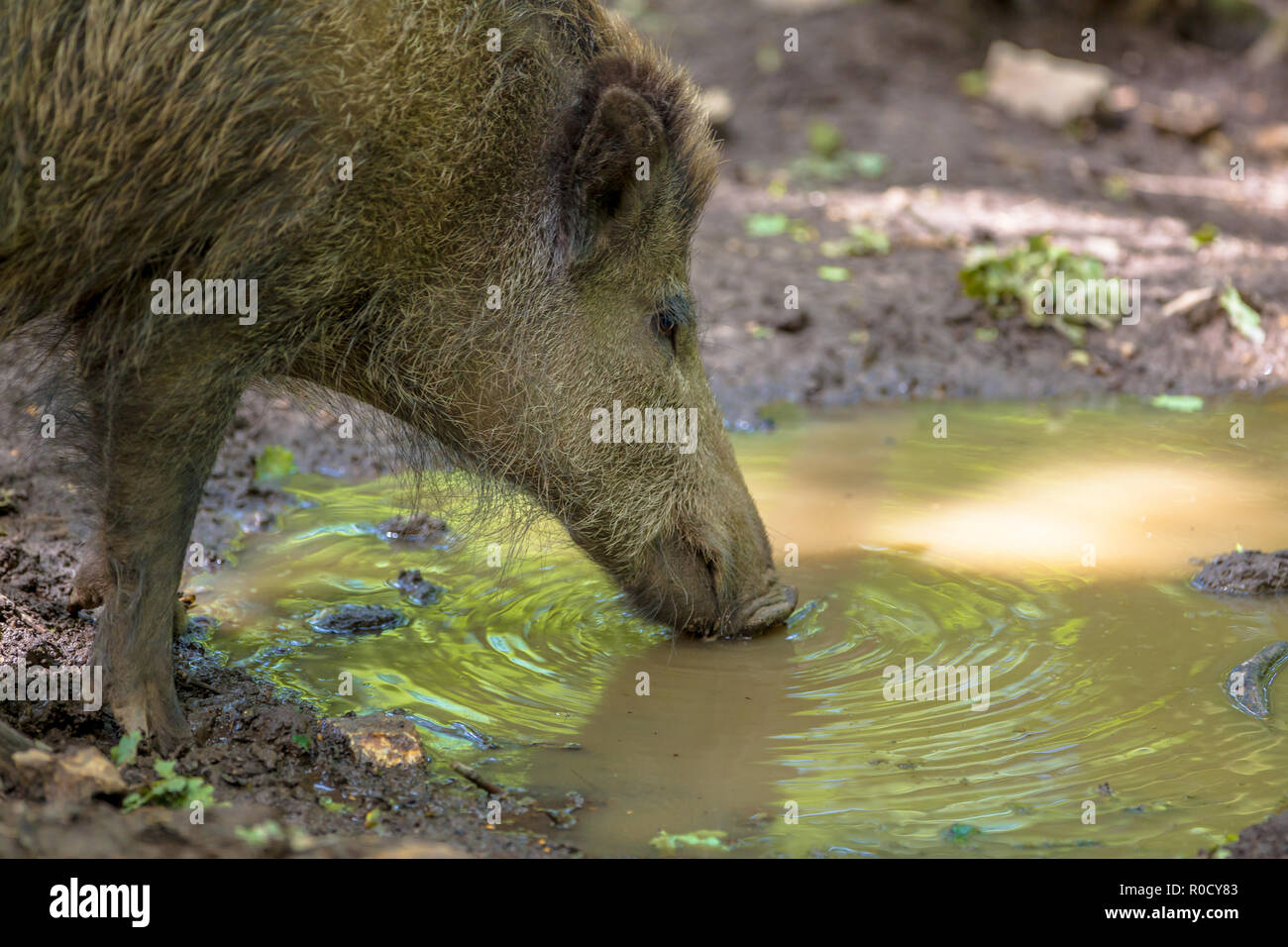 Wild Boar (Sus scrofa) drinking water from a mud pool also used for ...