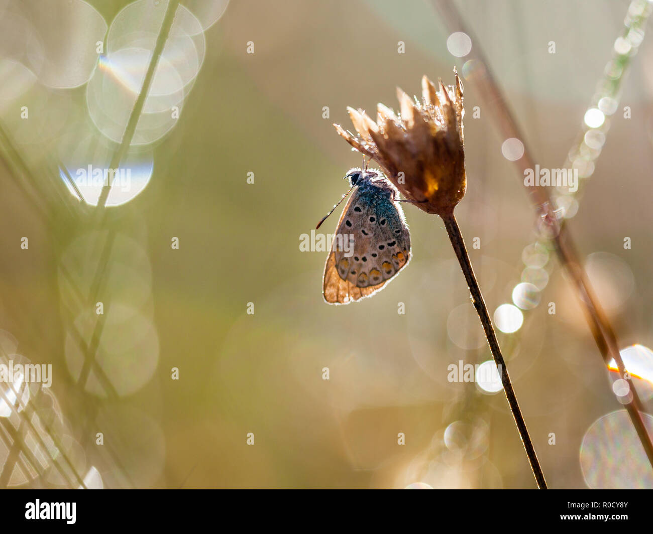 Common Blue Butterfly (Polyommatus icarus) in Back Lit Morning Sun with ...