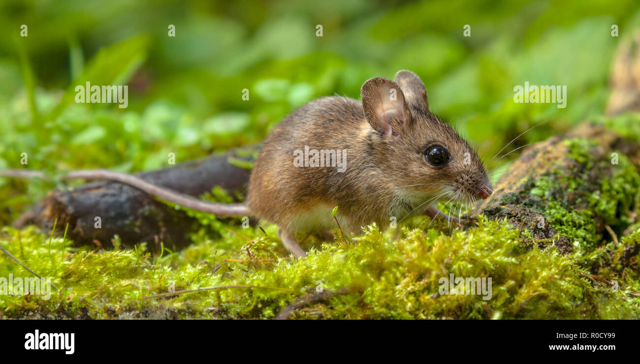 Wild Wood mouse walking on the forest floor with lush green vegetation ...