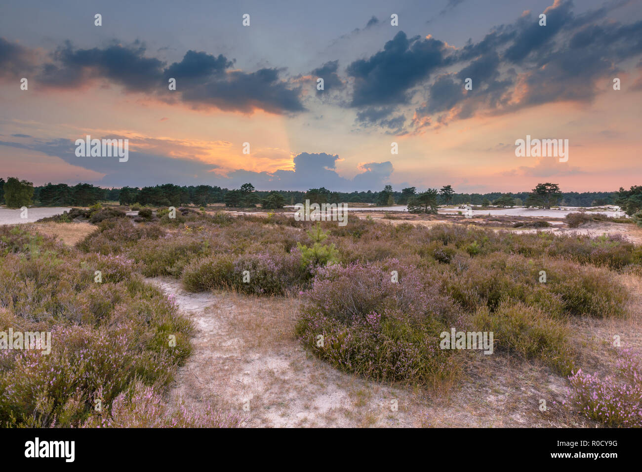 Shifting sands and heathland in Soesterduinen nature reserve on the ...