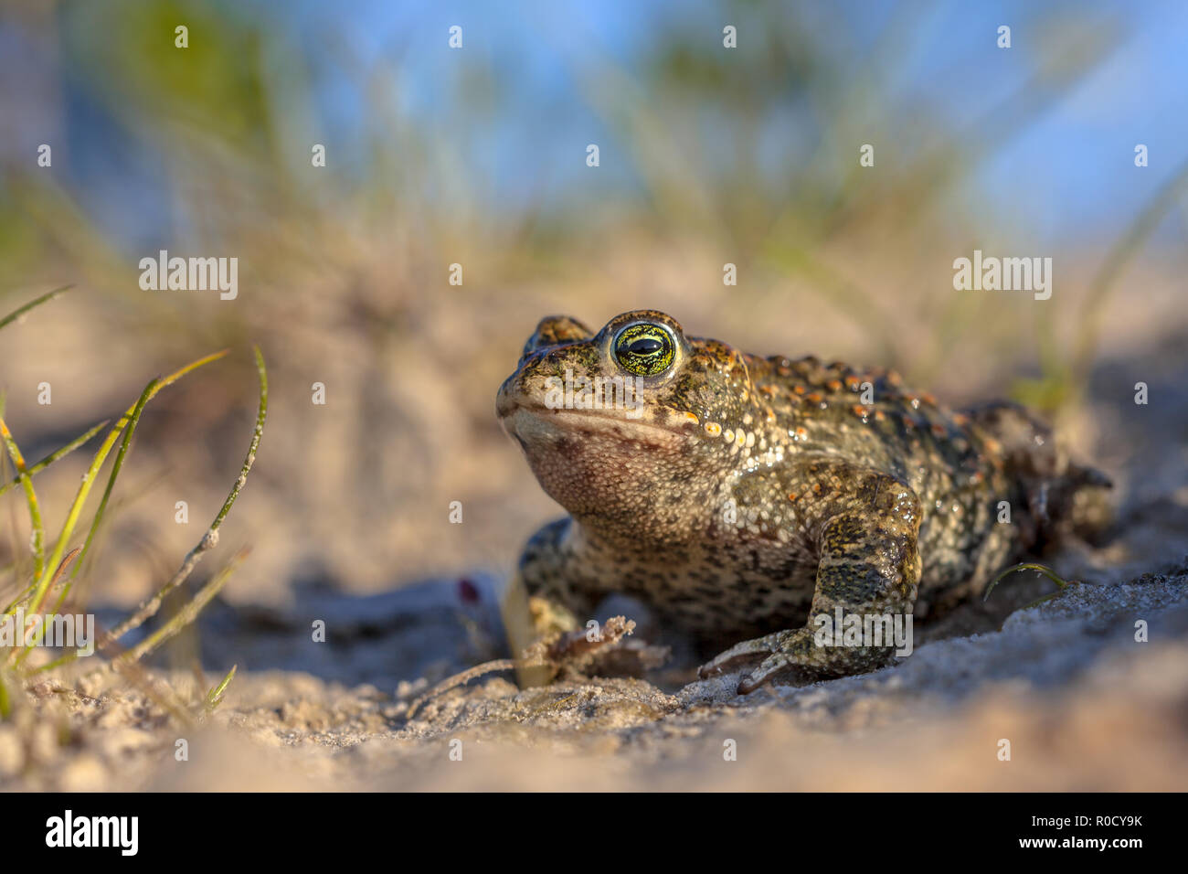 Natterjack toad (Epidalea calamita) in natural sandy habitat. With blue ...