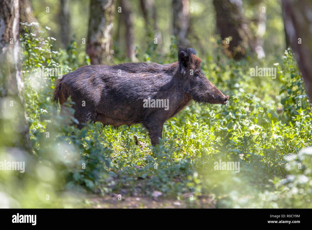 Female Wild Boar (Sus scrofa) walking in a forest woodland Stock Photo ...