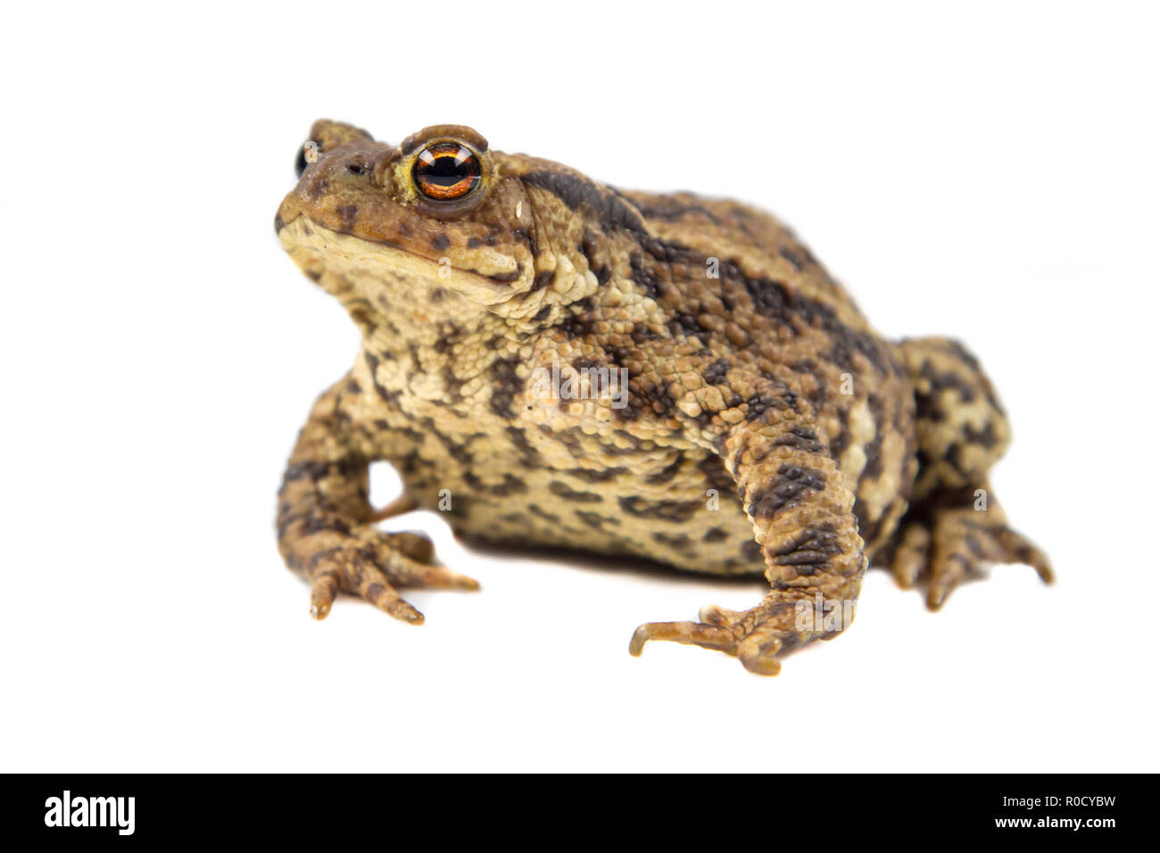 Toad White Background