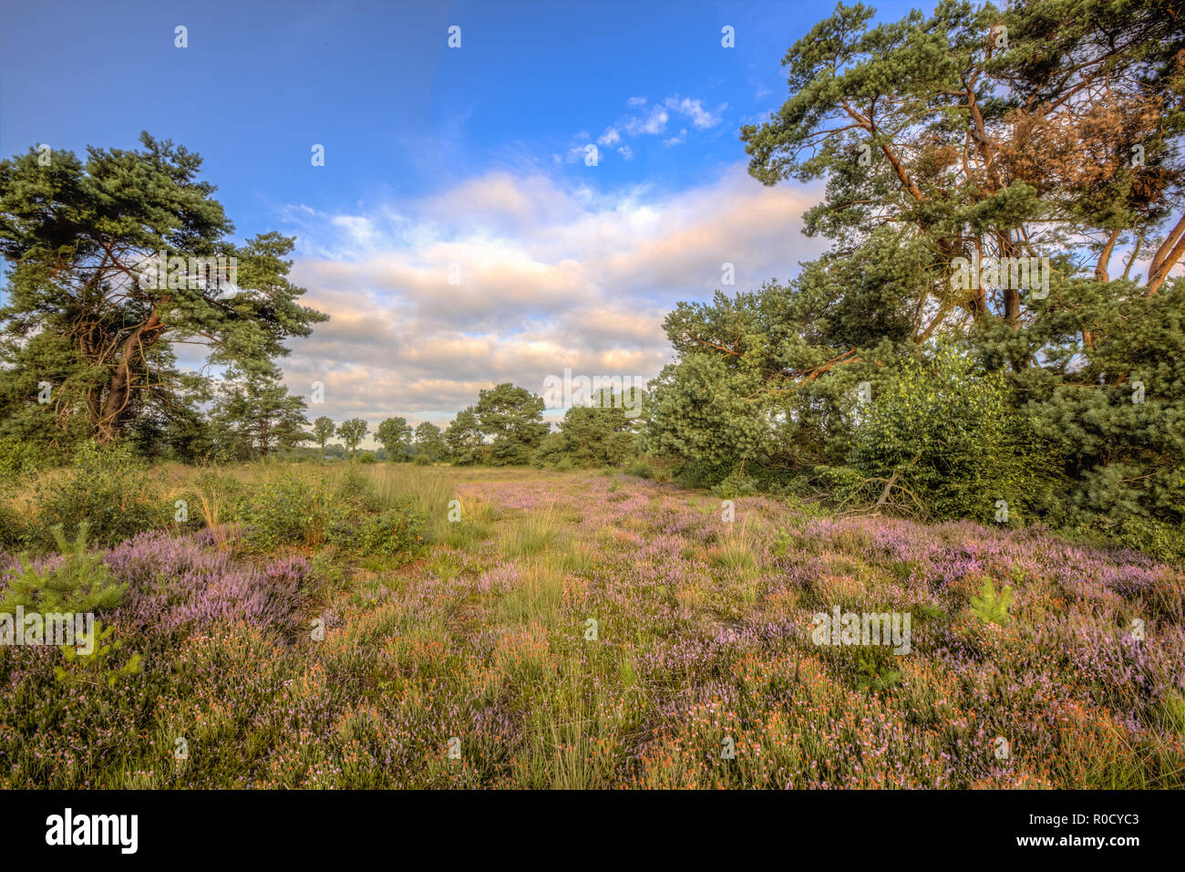 Heath (Calluna vulgaris) and pine trees in nature reserve stroothuizen ...