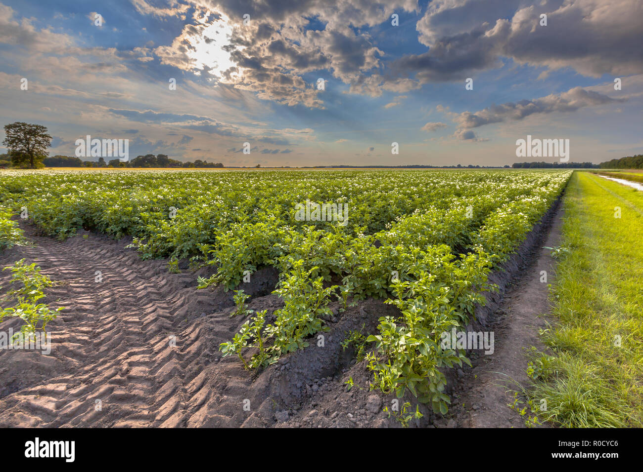 Field of potato hi-res stock photography and images - Alamy