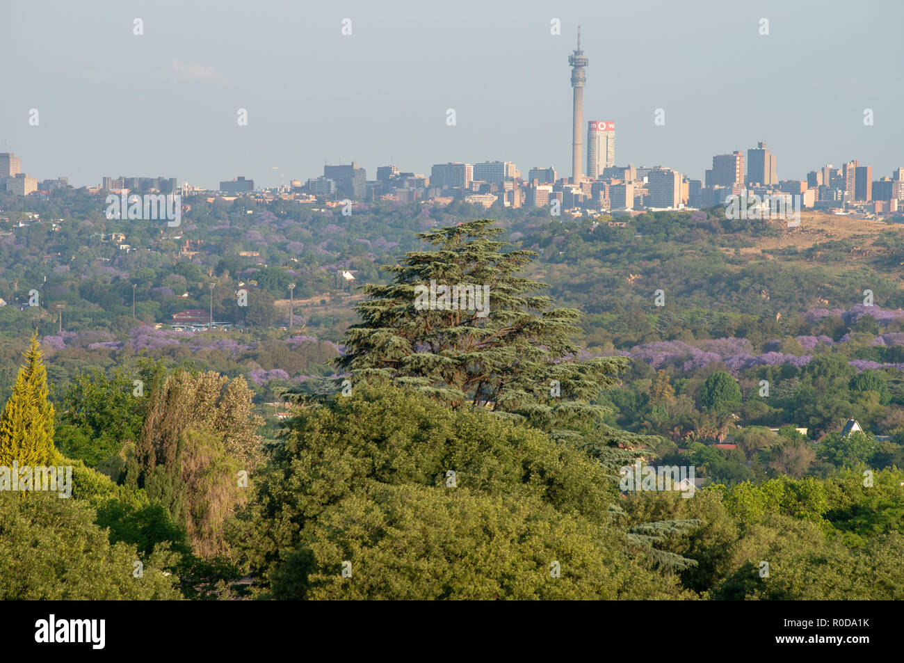 Johannesburg, South Africa, 3 November, 2018. The evening sun lights ...