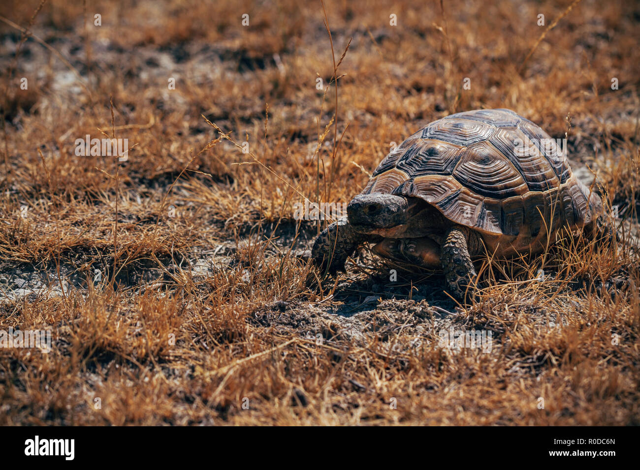 Mediterranean turtle on dry grass in summer at Turkey Stock Photo - Alamy