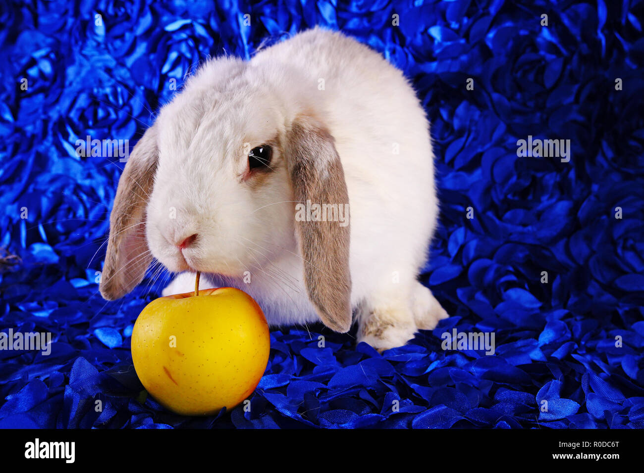 Cute rabbits studio hi-res stock photography and images - Alamy